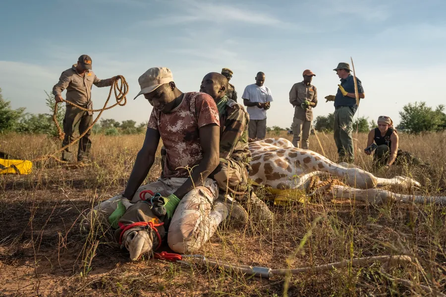 Standing Tall for Giraffes: A Conversation with GCF | Remembering Wildlife