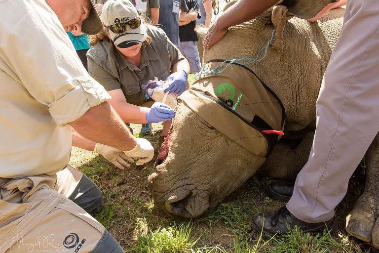 Rhino Conservation Projects | Remembering Wildlife